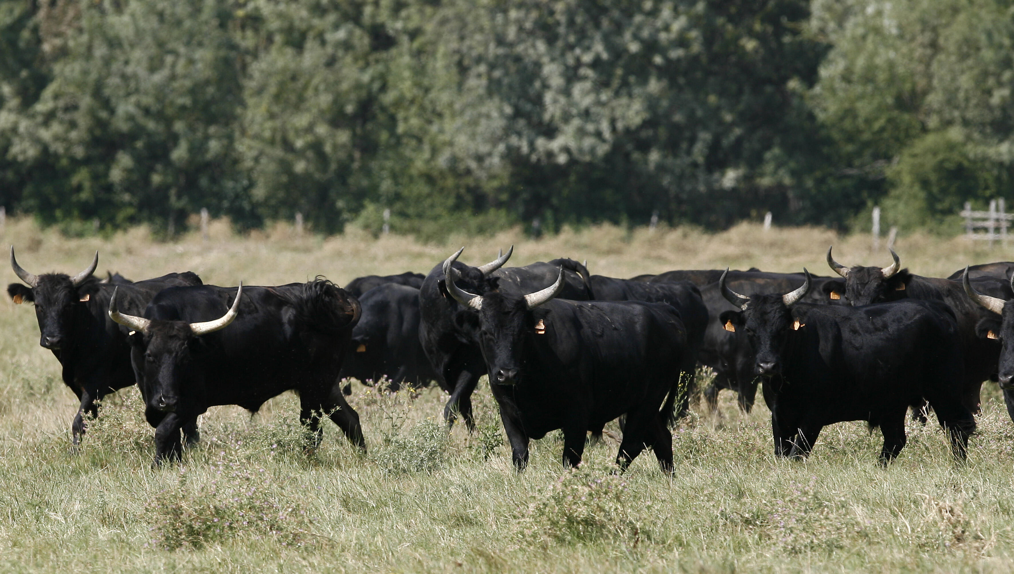 Interview Magali Saumade – Gérante de la Sarl du Mas de Mailly et Vice ...
